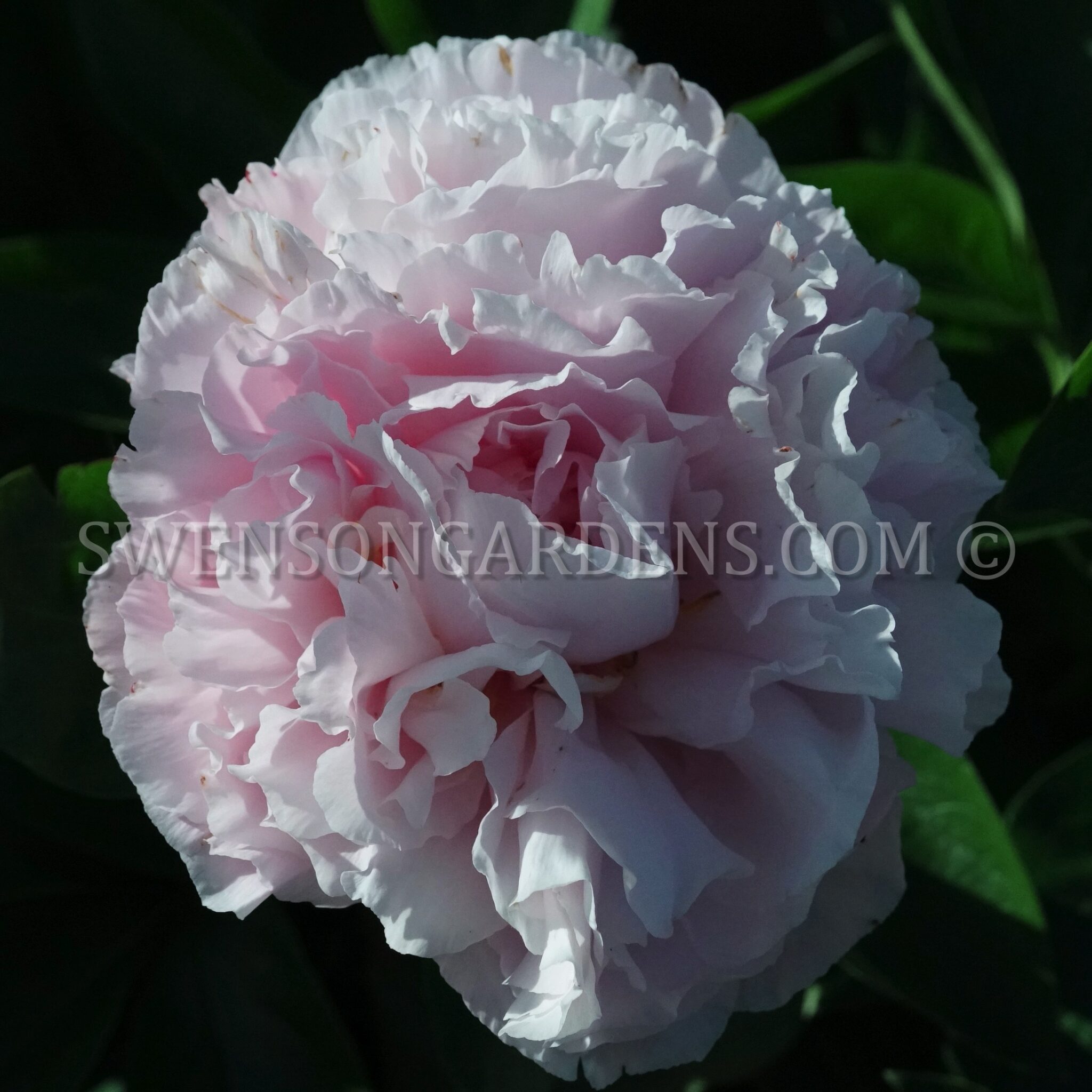 New & exclusive seedlings – peonywow.com